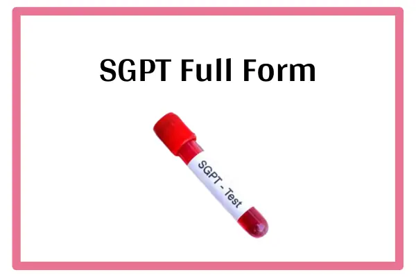 एस.जी.पी.टी फुल फॉर्म SGPT Full Form In Marathi - Full Form In Marathi